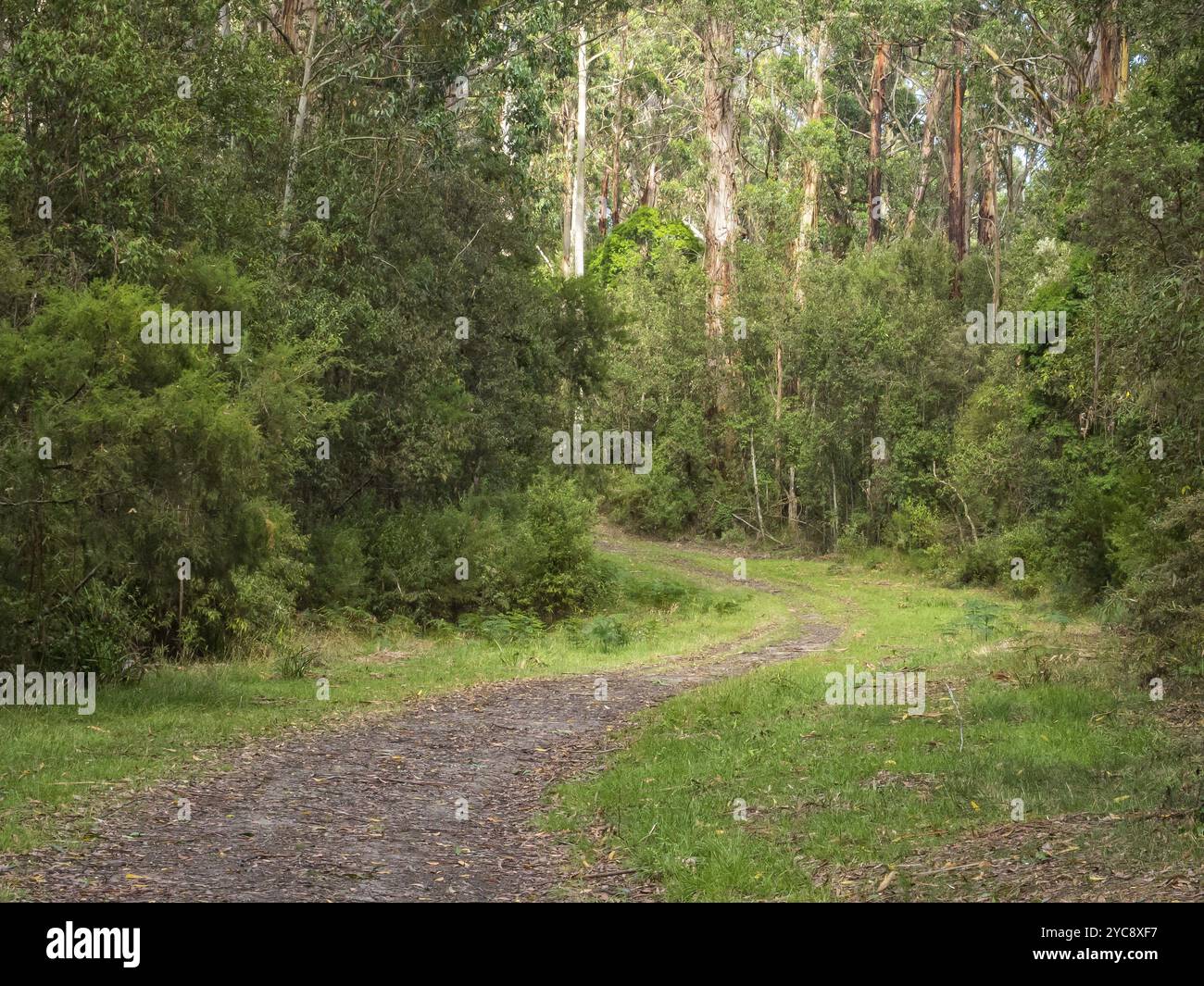 Parker Road towards Blanket Bay in the Great Otway National Park ...