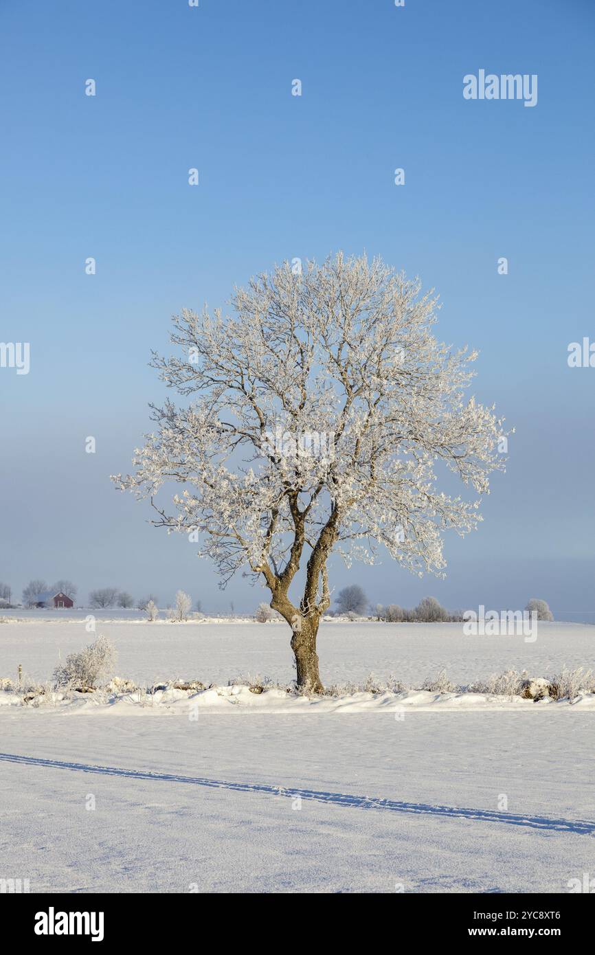Lone tree in empty field hi-res stock photography and images - Alamy