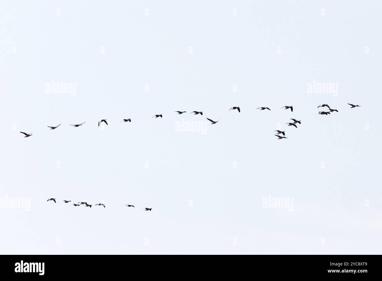 Bird migration of geese in spring Stock Photo - Alamy