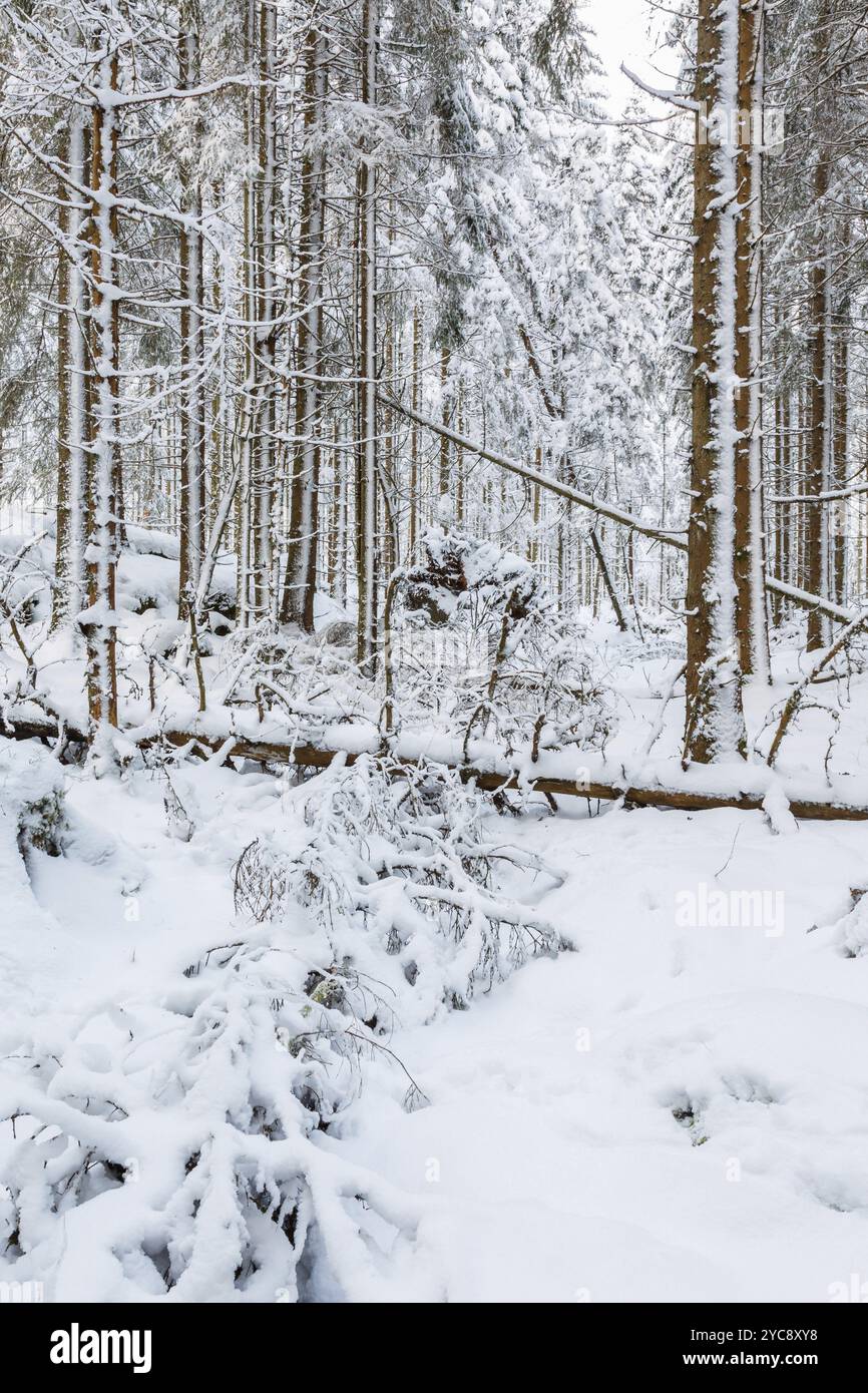 Fallen trees in the forest hi-res stock photography and images - Alamy