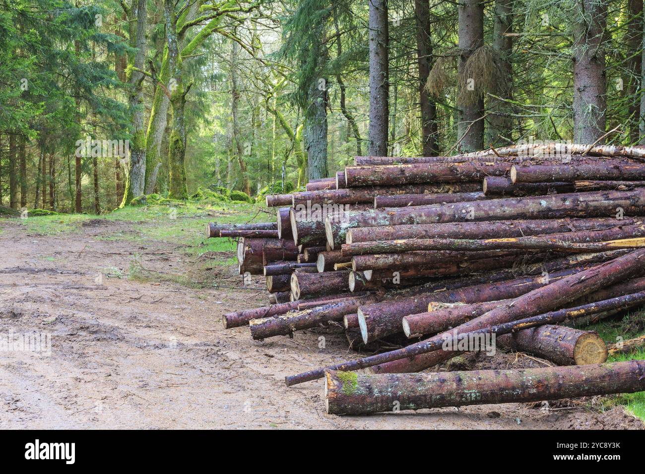 Timber stack by the forest road Stock Photo - Alamy