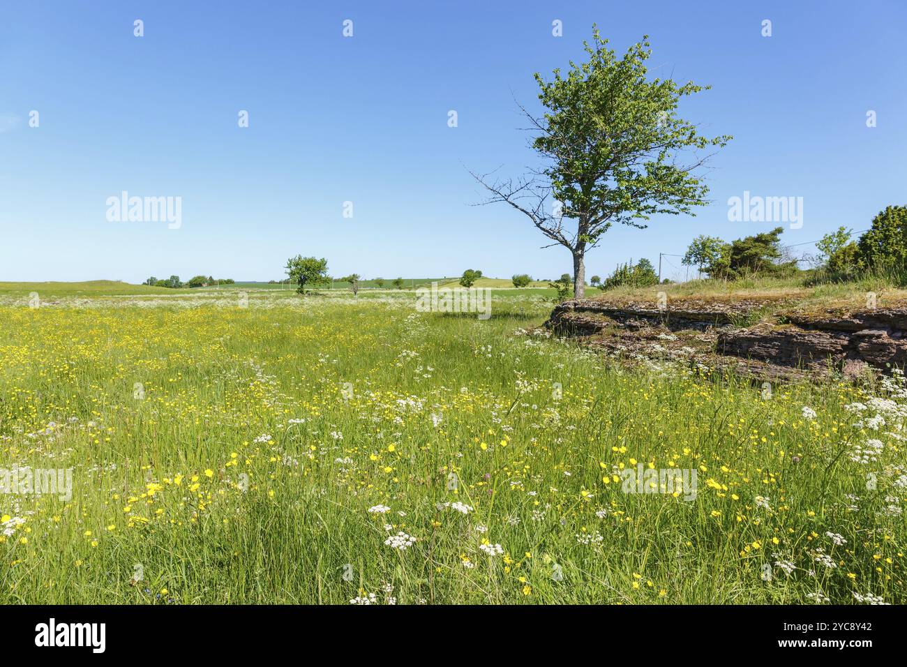 Flowering plants in swamps hi-res stock photography and images - Alamy