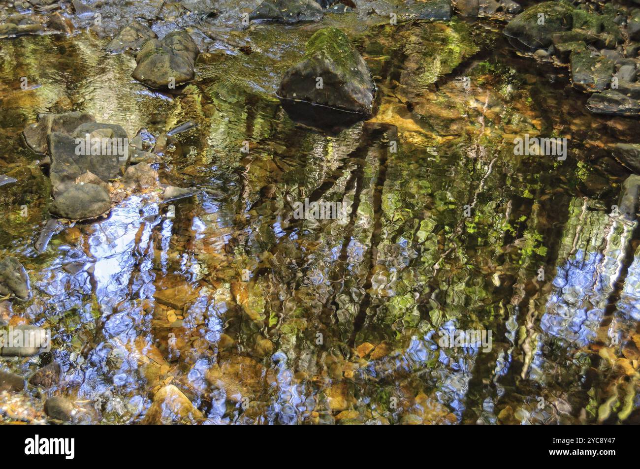 Reflection in the Nelson River, West Coast Region, Tasmania, Australia ...