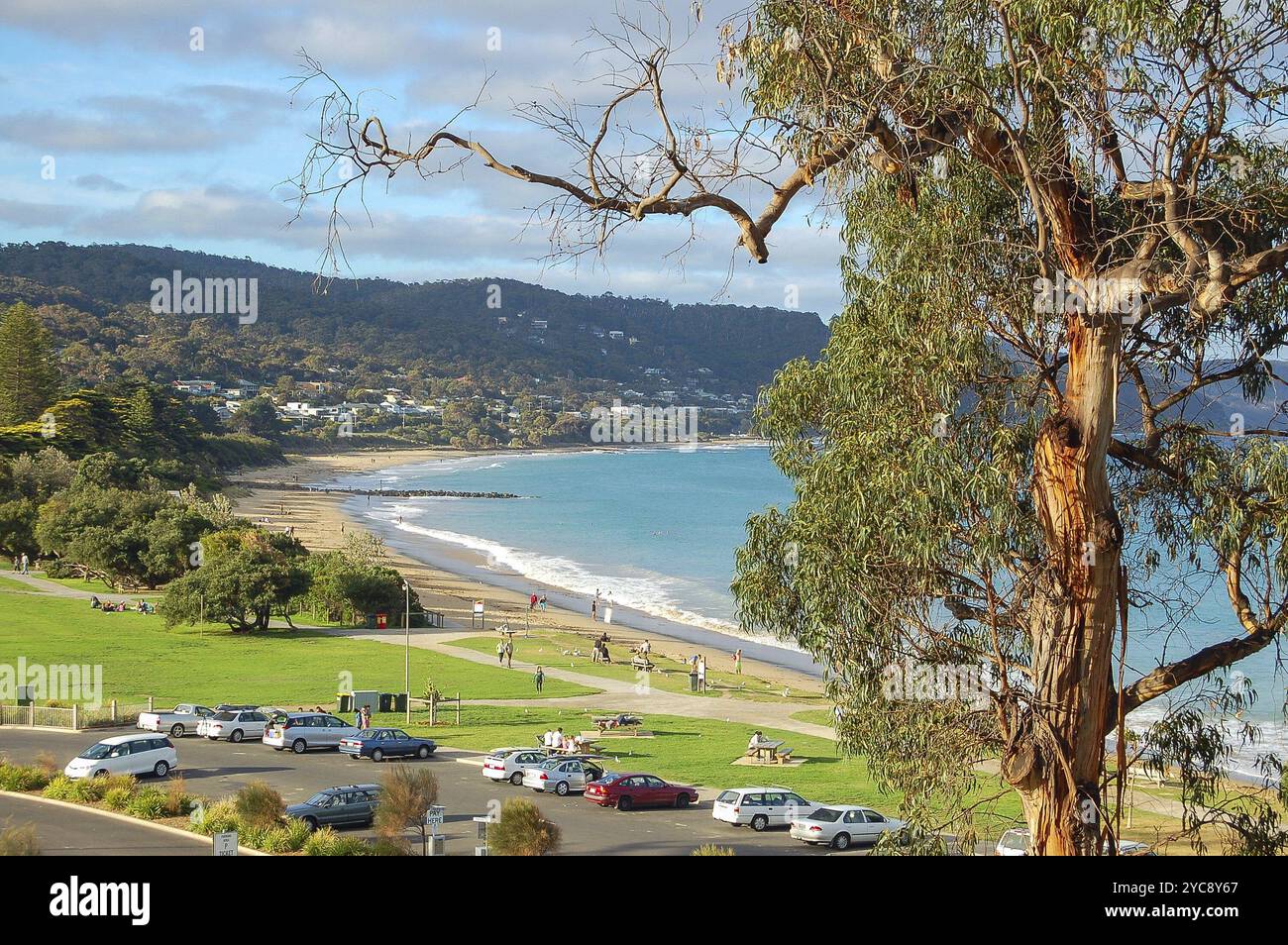 Gum tree and beach in Lorne on the Great Ocean Road, Victoria ...