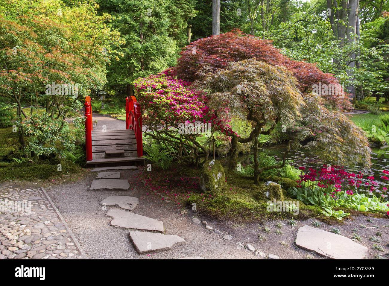 Amazing view with redleaf Japanese maple and red decorative japanese ...