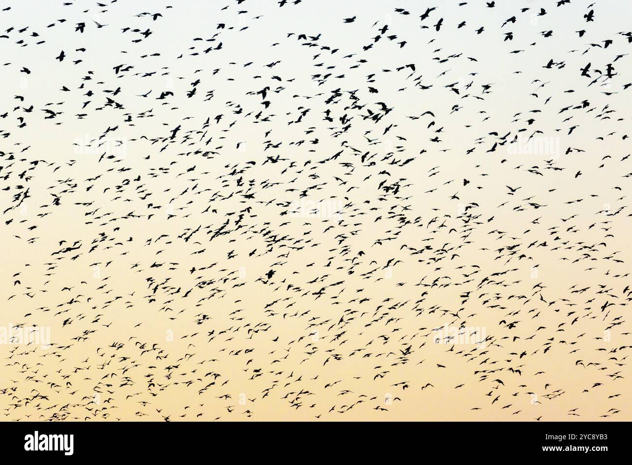 Jackdaws in a flock in silhouette at twilight Stock Photo - Alamy