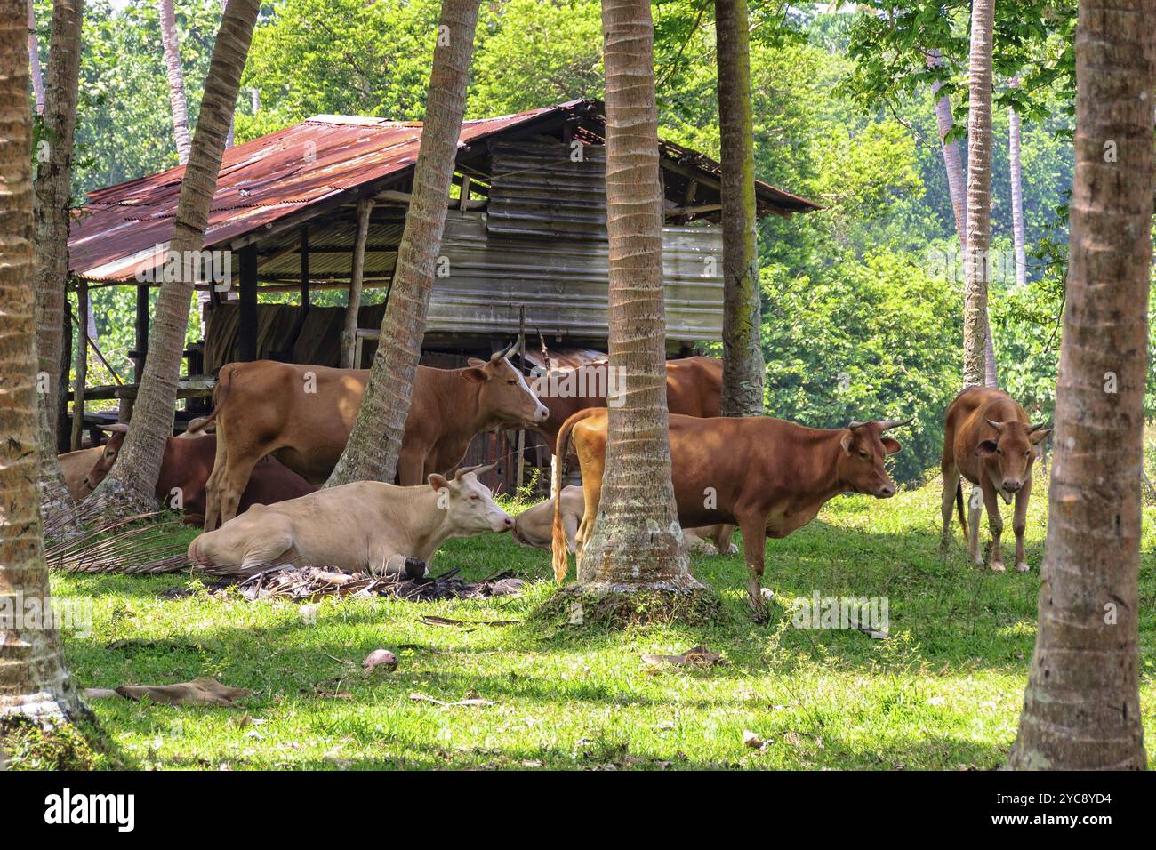 Grazing cattle among coconut trees, Espiritu Santo, Vanuatu, Oceania ...
