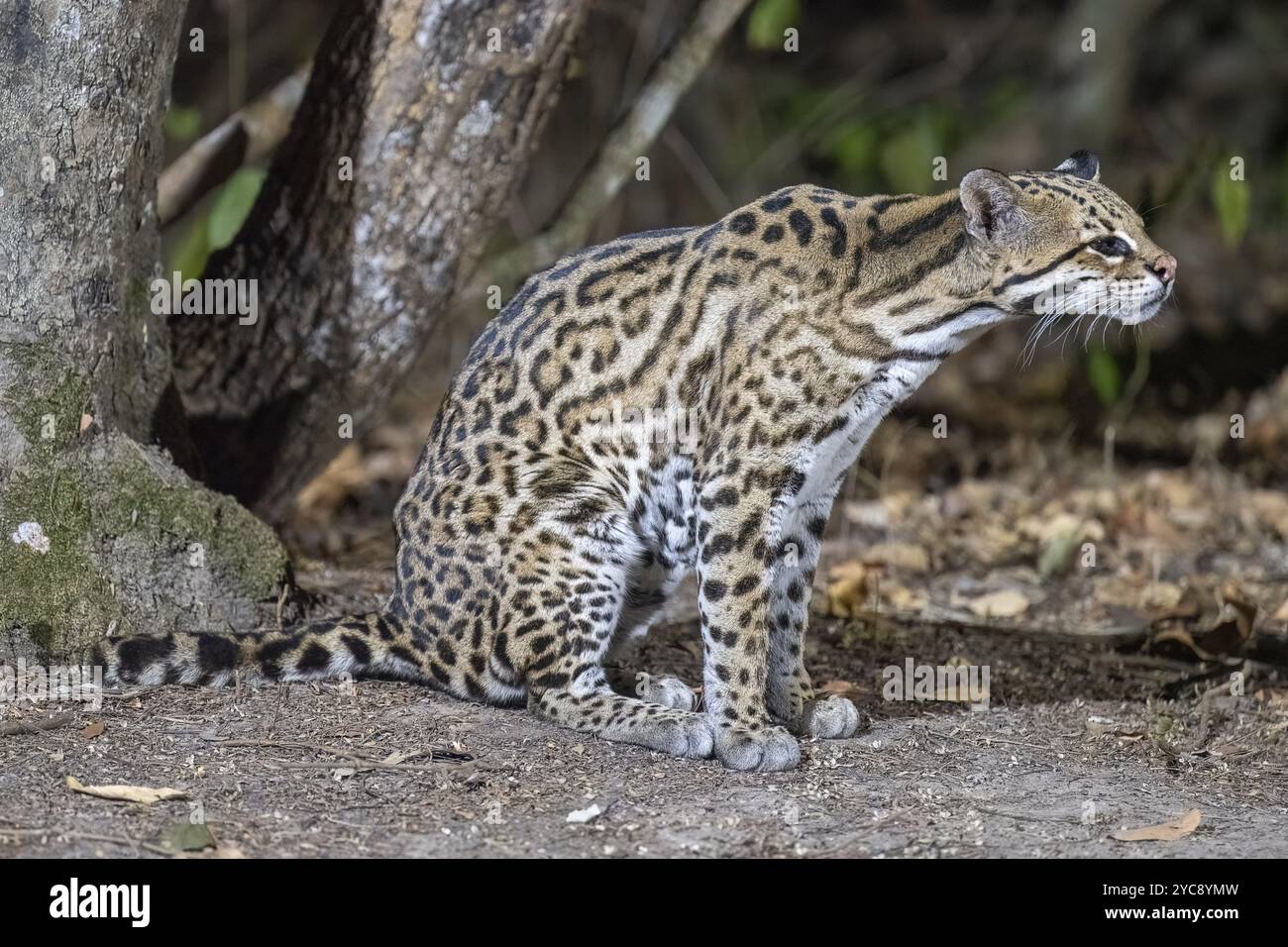 Ocelot (Leopardus pardalis), at night, sitting on the ground and ...