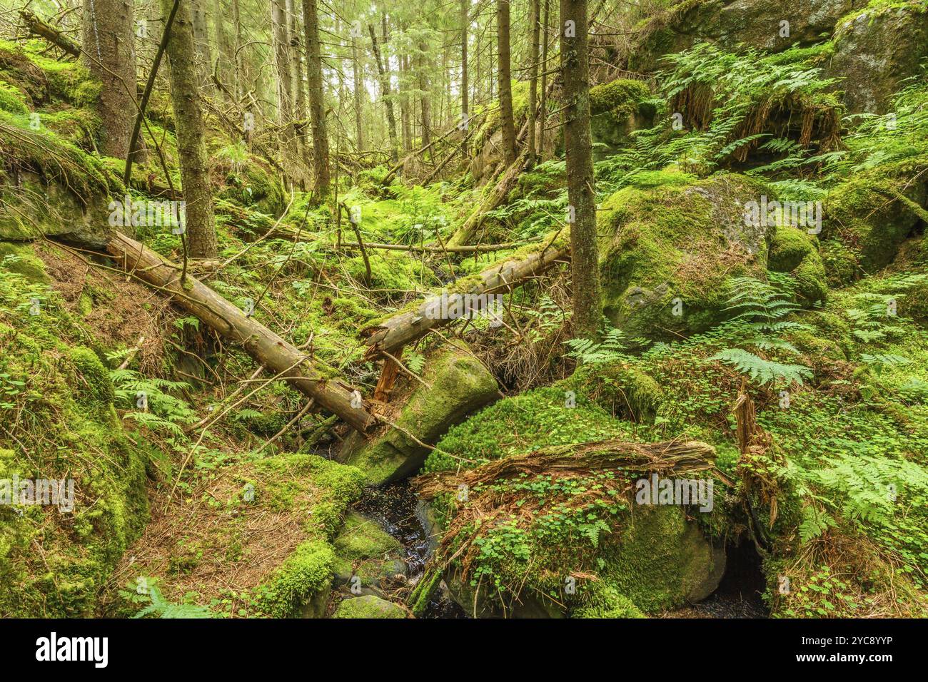 Falling trees in ravine hi-res stock photography and images - Alamy
