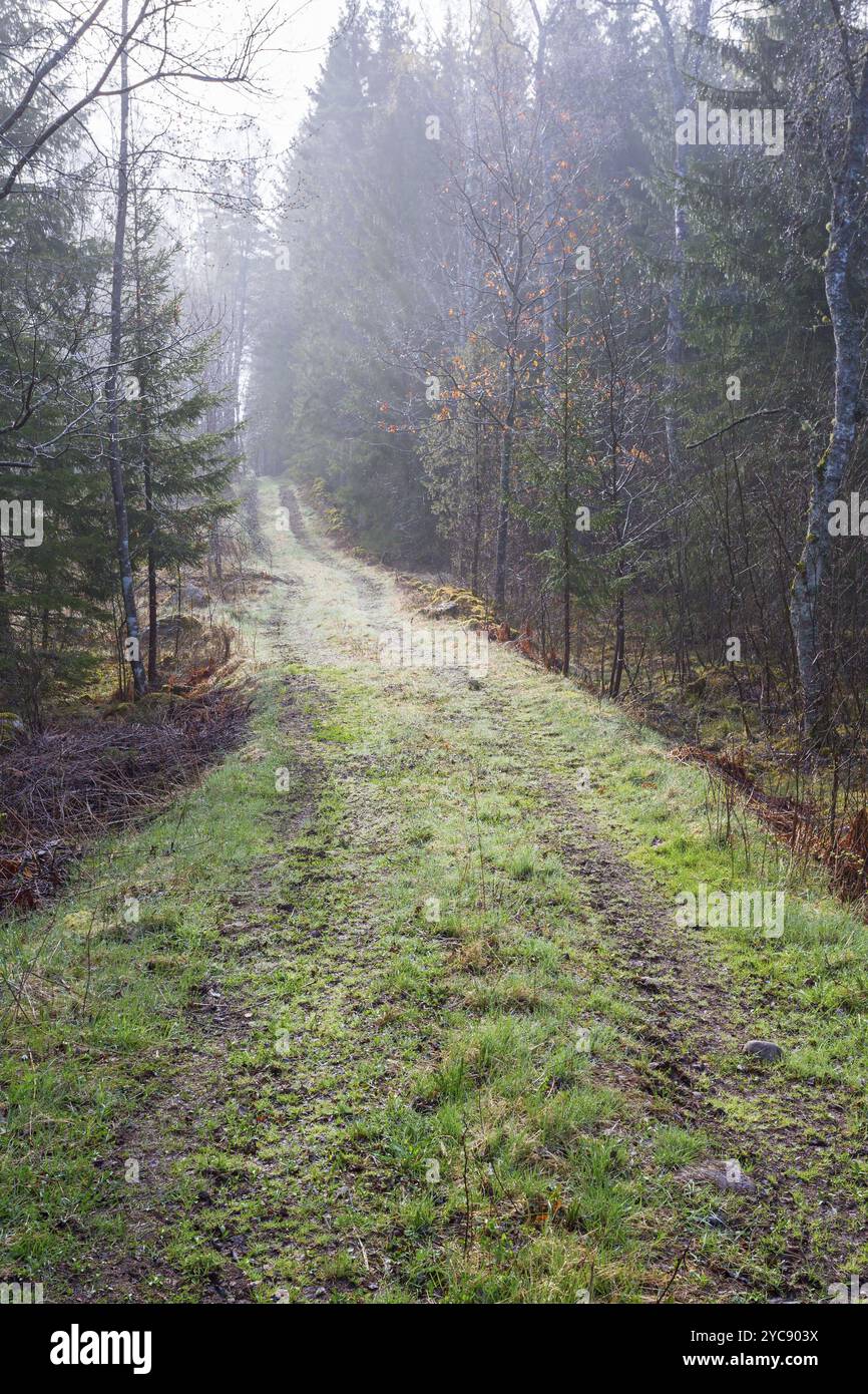 Road with grass shoulder in the woods Stock Photo - Alamy
