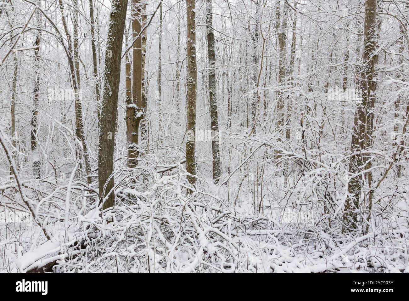 Tree trunks by winter hi-res stock photography and images - Alamy