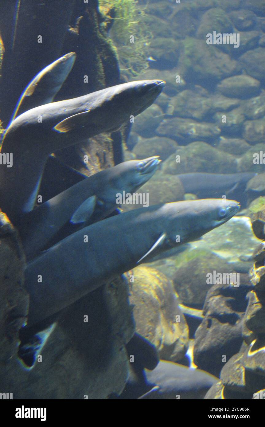 Short fin eel hi-res stock photography and images - Alamy