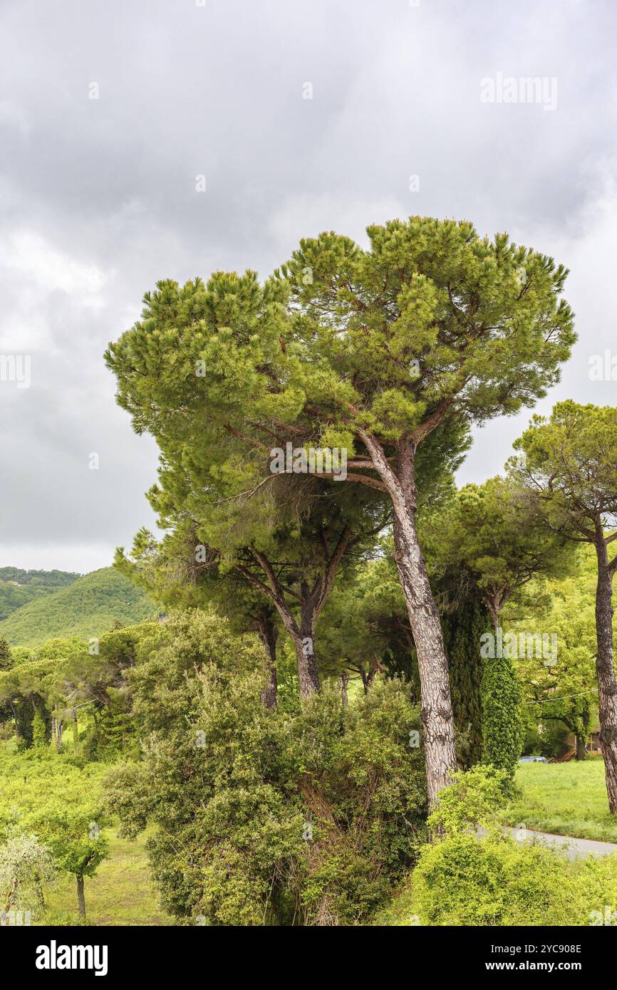 Bunch of pine trees hi-res stock photography and images - Alamy