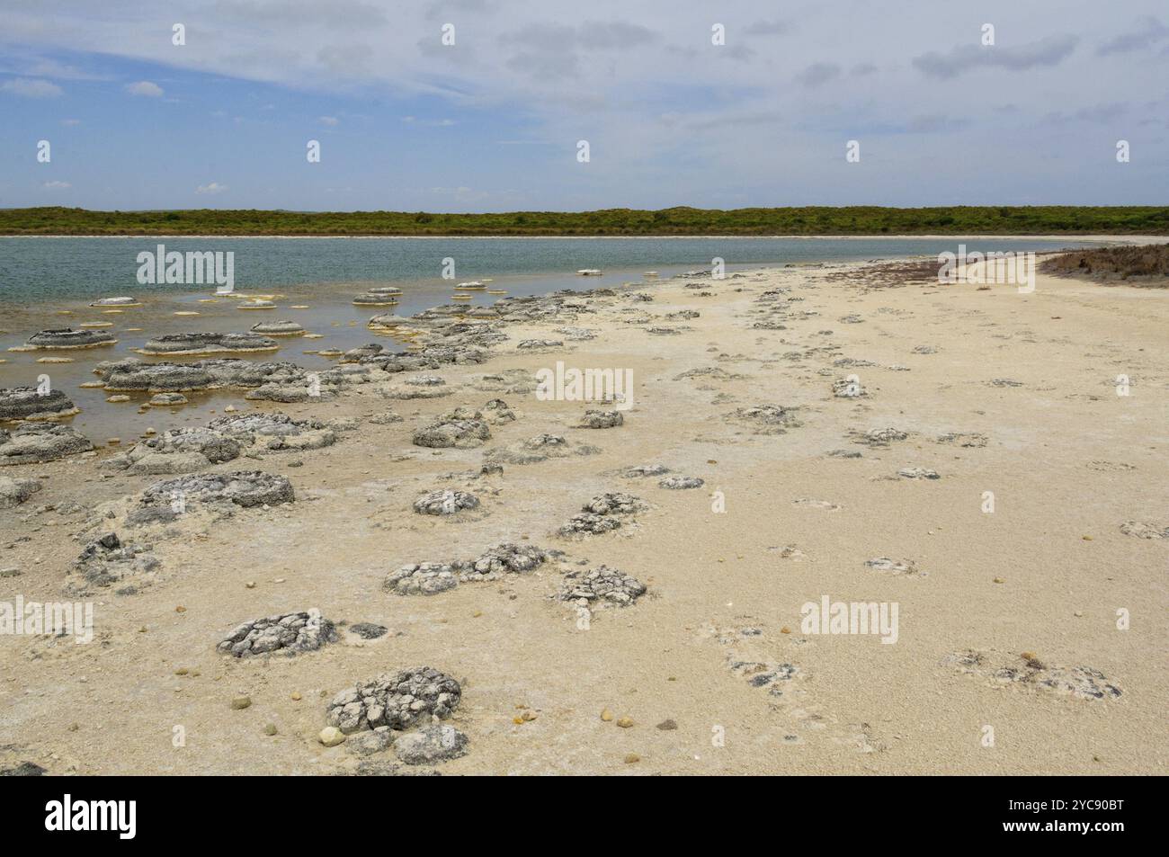 Stromatolites are living rock-like fossils that have been producing ...