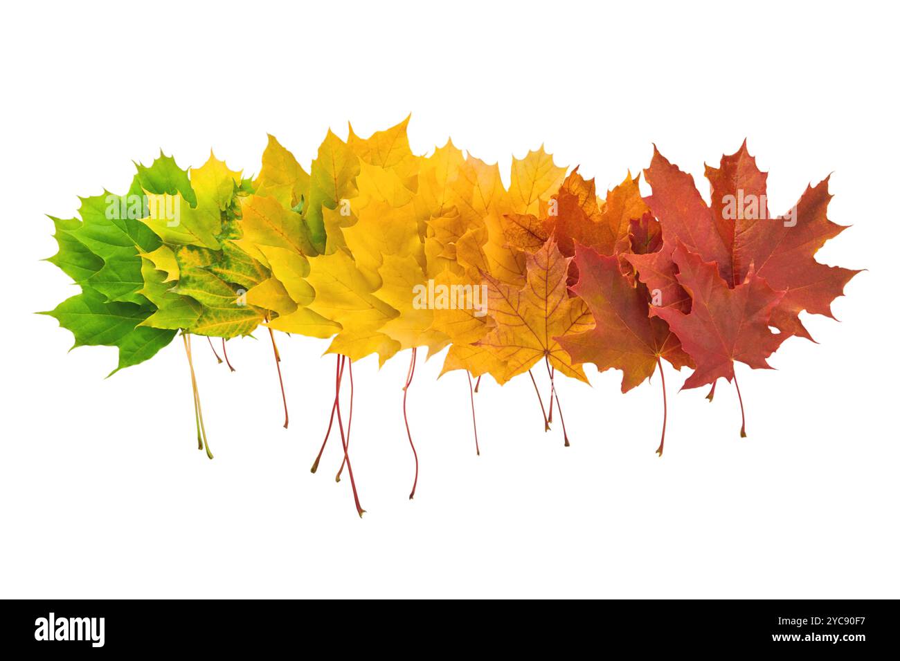 Set of maple leaves lying in a row isolated on white background with ...