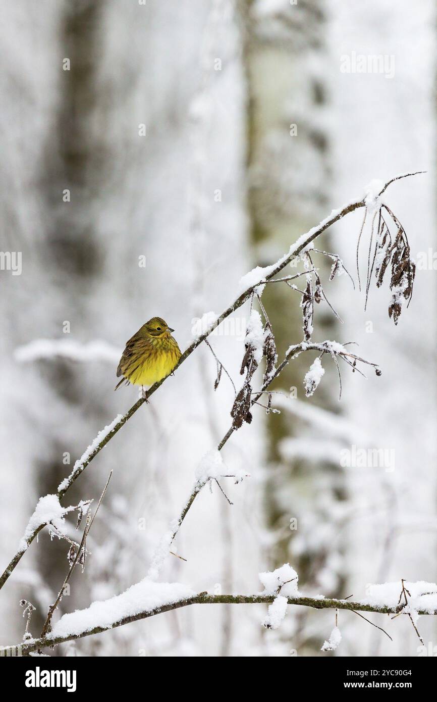 Yellowhammer open countryside bird hi-res stock photography and images ...