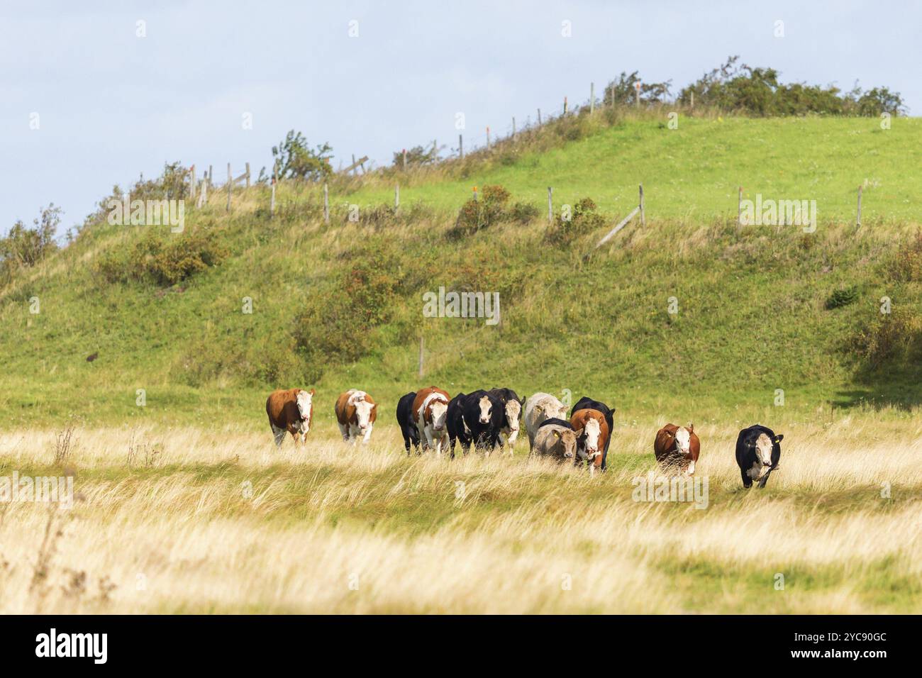 Flock of cows walking on the meadow at the hill Stock Photo - Alamy