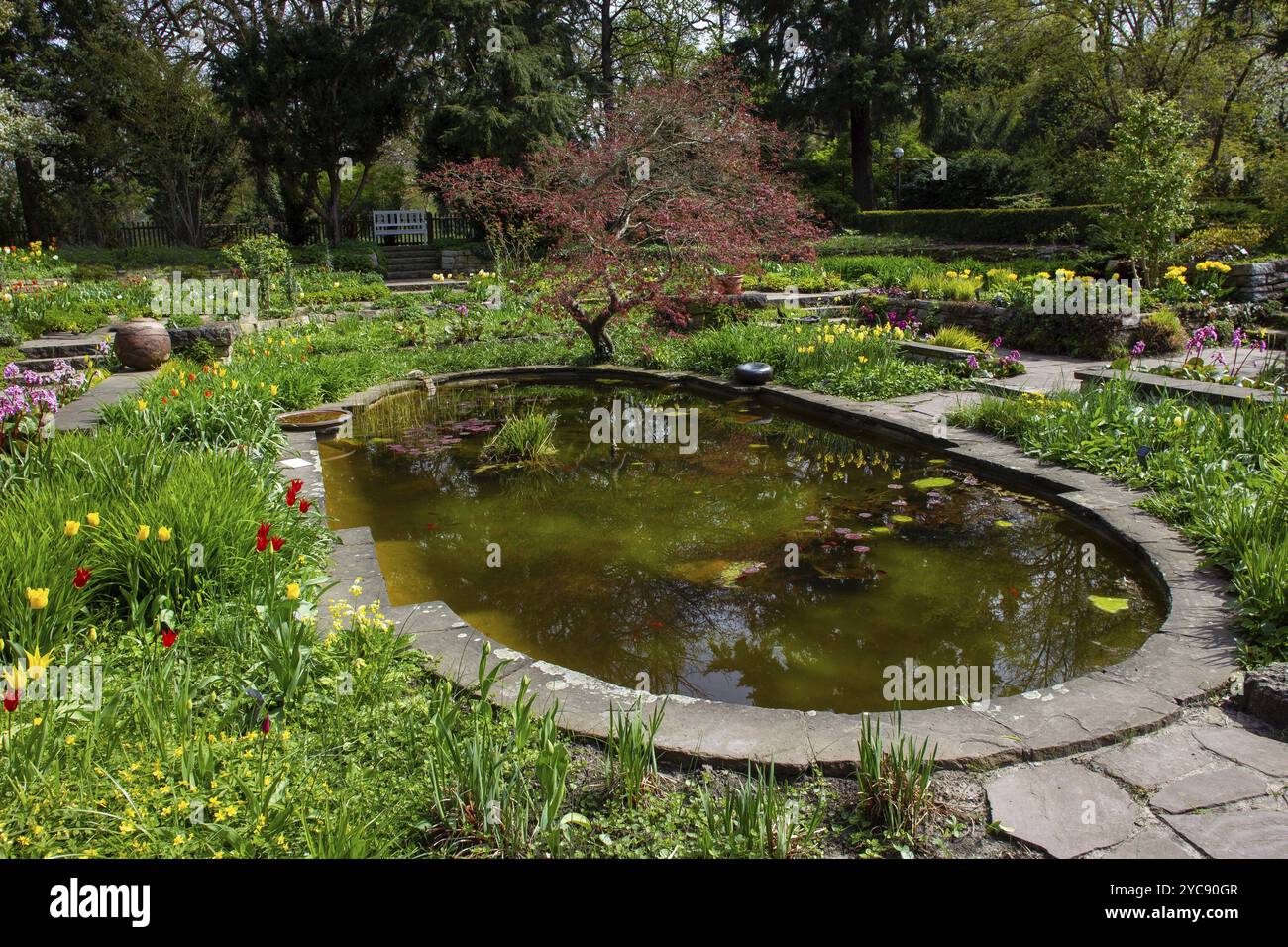 Japanese maple tree near small pond at garden near KArl Foerster house ...