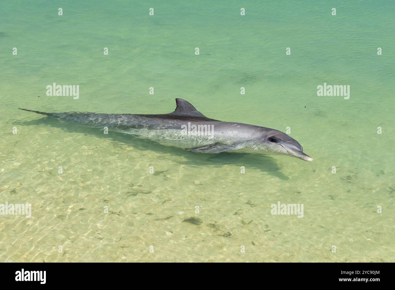 A playful dolphin in the shallow water of the beach, Monkey Mia, WA ...