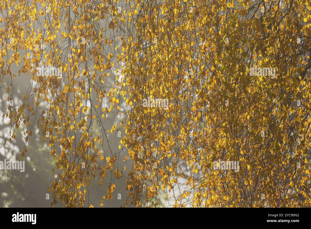 Branches in the backlight hi-res stock photography and images - Alamy
