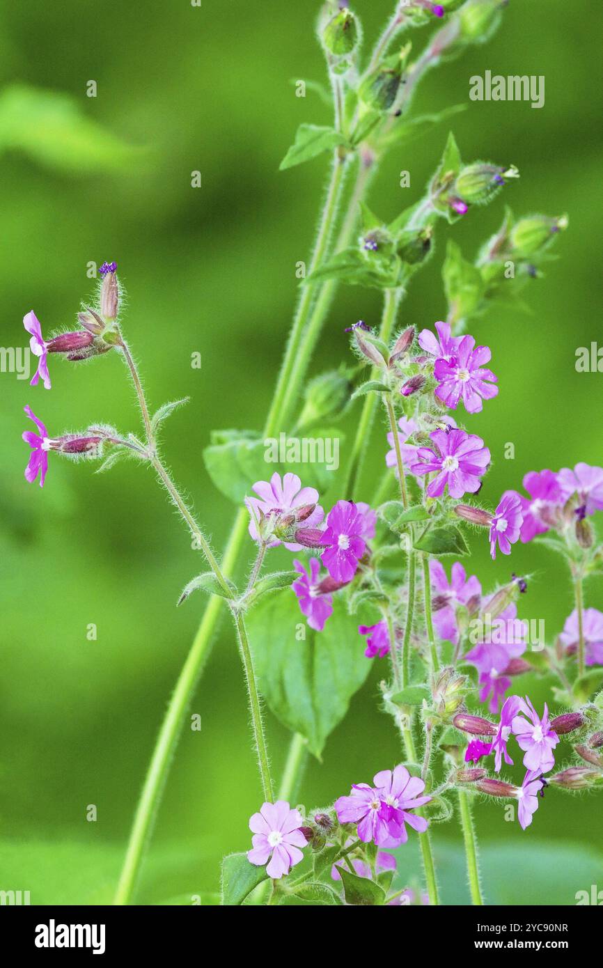One red campion hi-res stock photography and images - Alamy