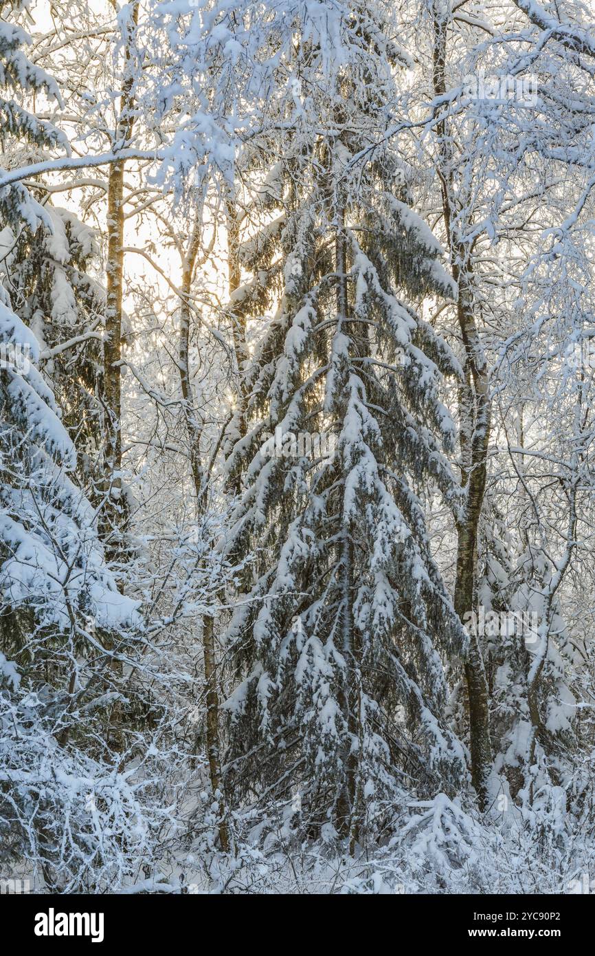 Spruce trees with snow and frost in a winter landscape Stock Photo - Alamy
