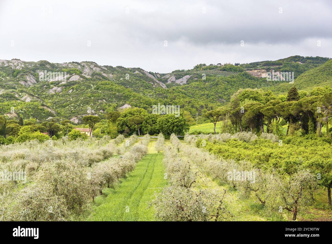 Olive tree cultivation agriculture in hi-res stock photography and ...