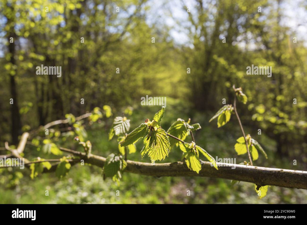 New buds on trees hi-res stock photography and images - Alamy
