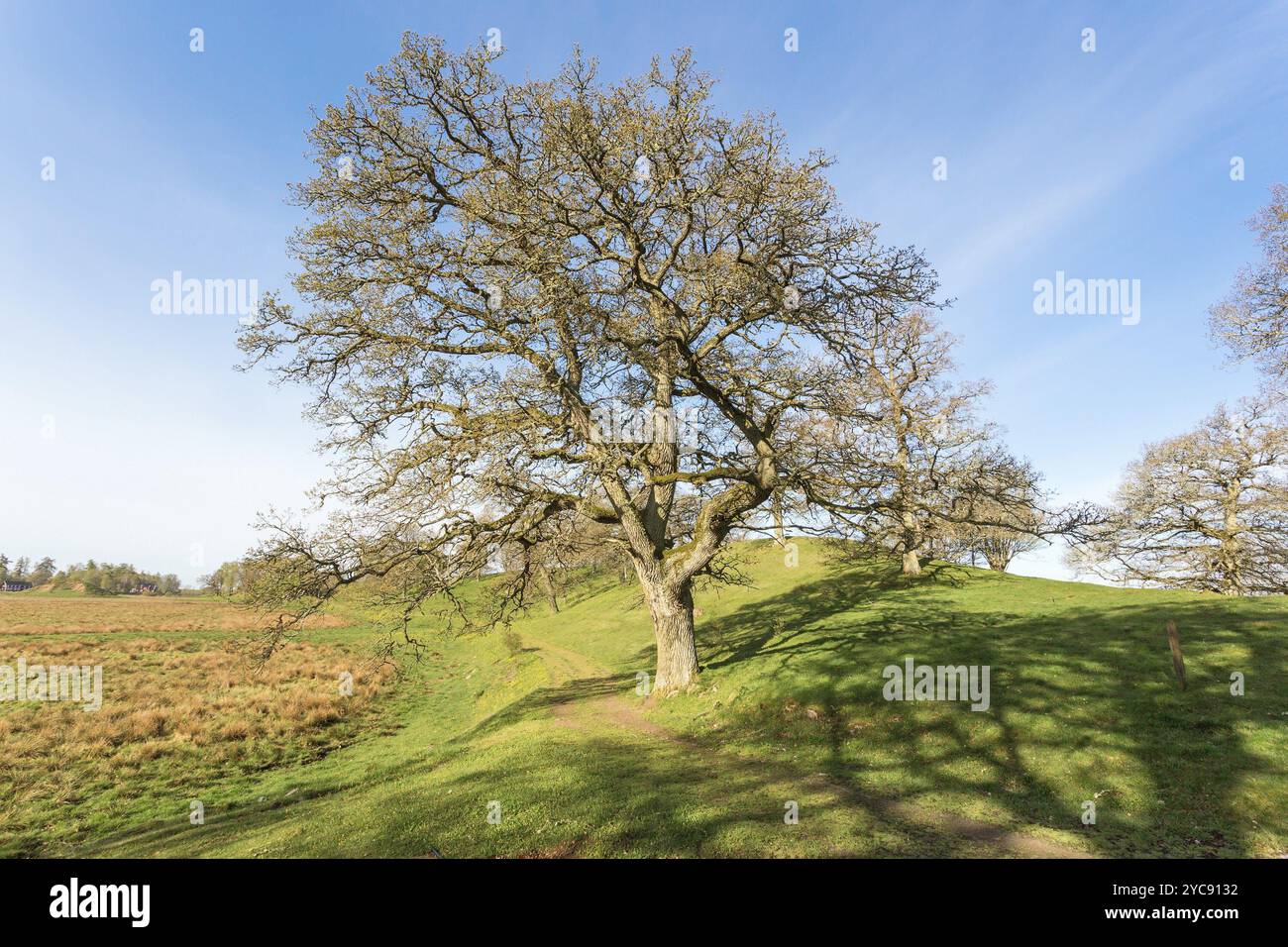 Nordic oak tree hi-res stock photography and images - Alamy
