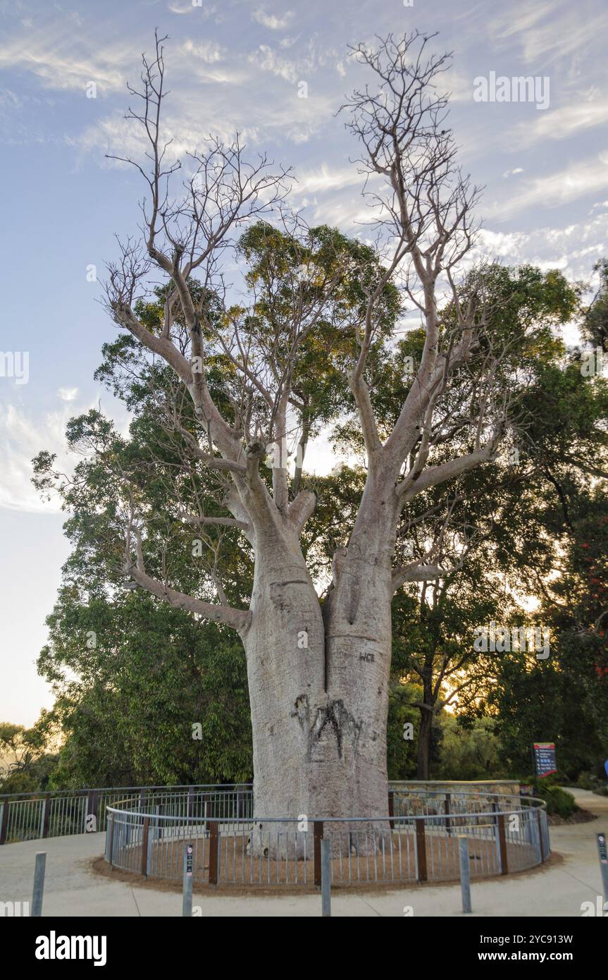 The giant boab tree in Kings Park and Botanic Garden is more than 750 ...