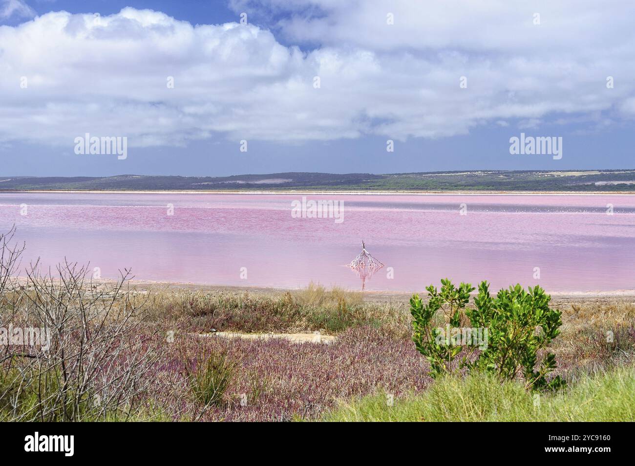 Incredible Pink Lake, Gregory, WA, Australia, Oceania Stock Photo - Alamy
