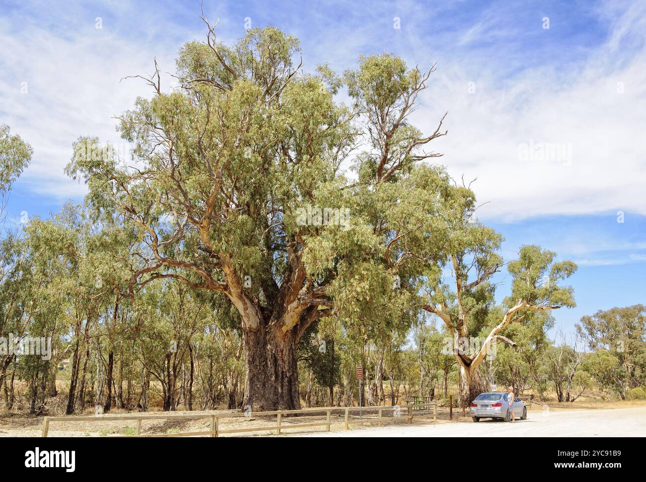 The giant River Red Gum tree of Orroroo is about 500 years old ...