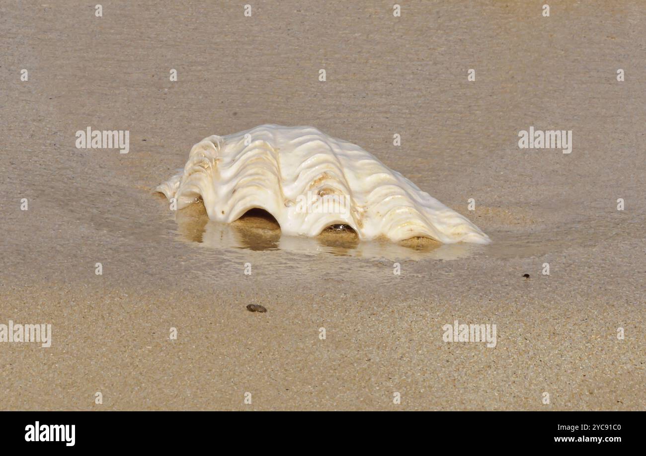 An empty open sea shell in the sand, Espiritu Santo, Vanuatu, Oceania ...
