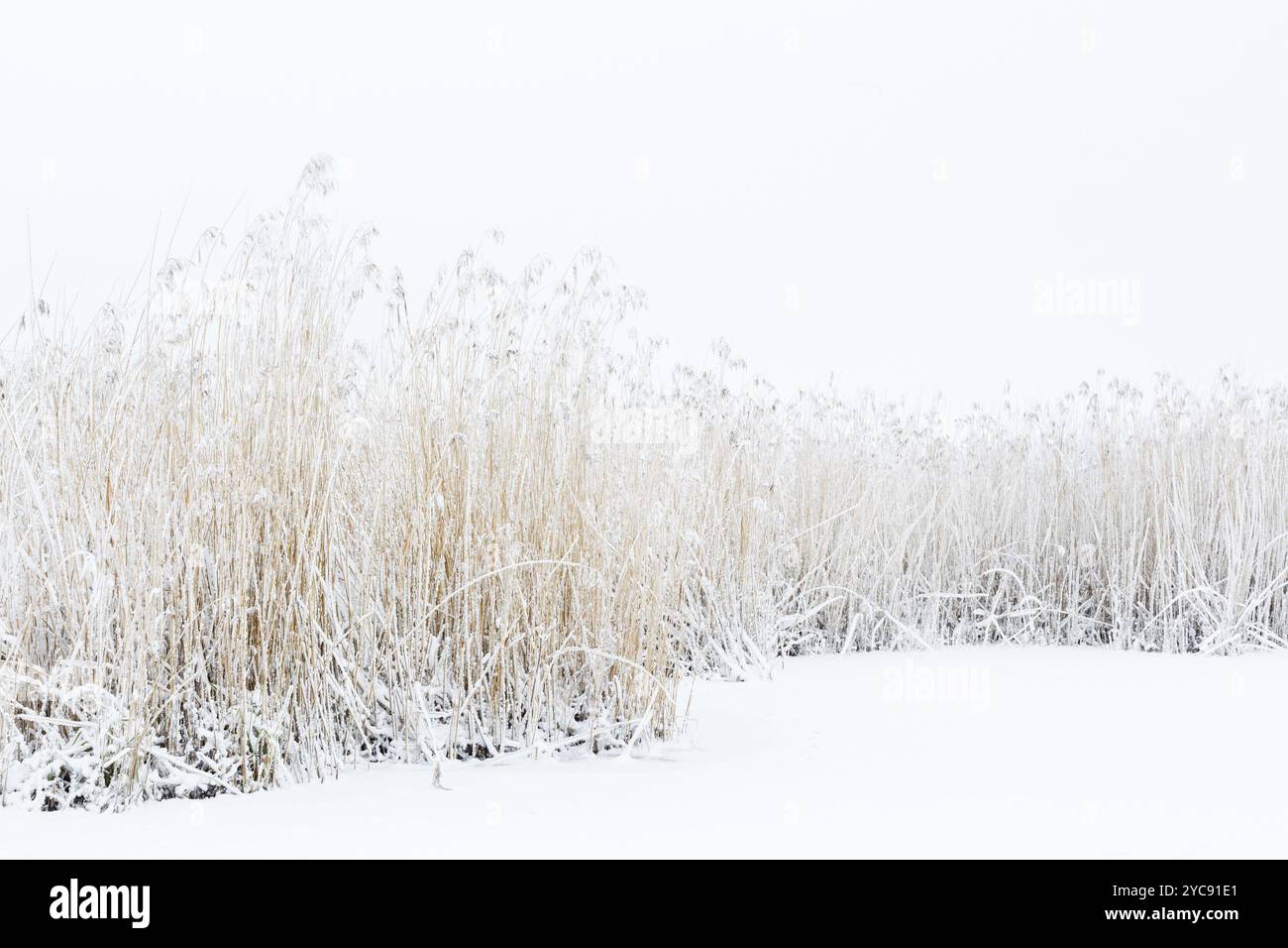 Frosty reeds in frozen hi-res stock photography and images - Alamy