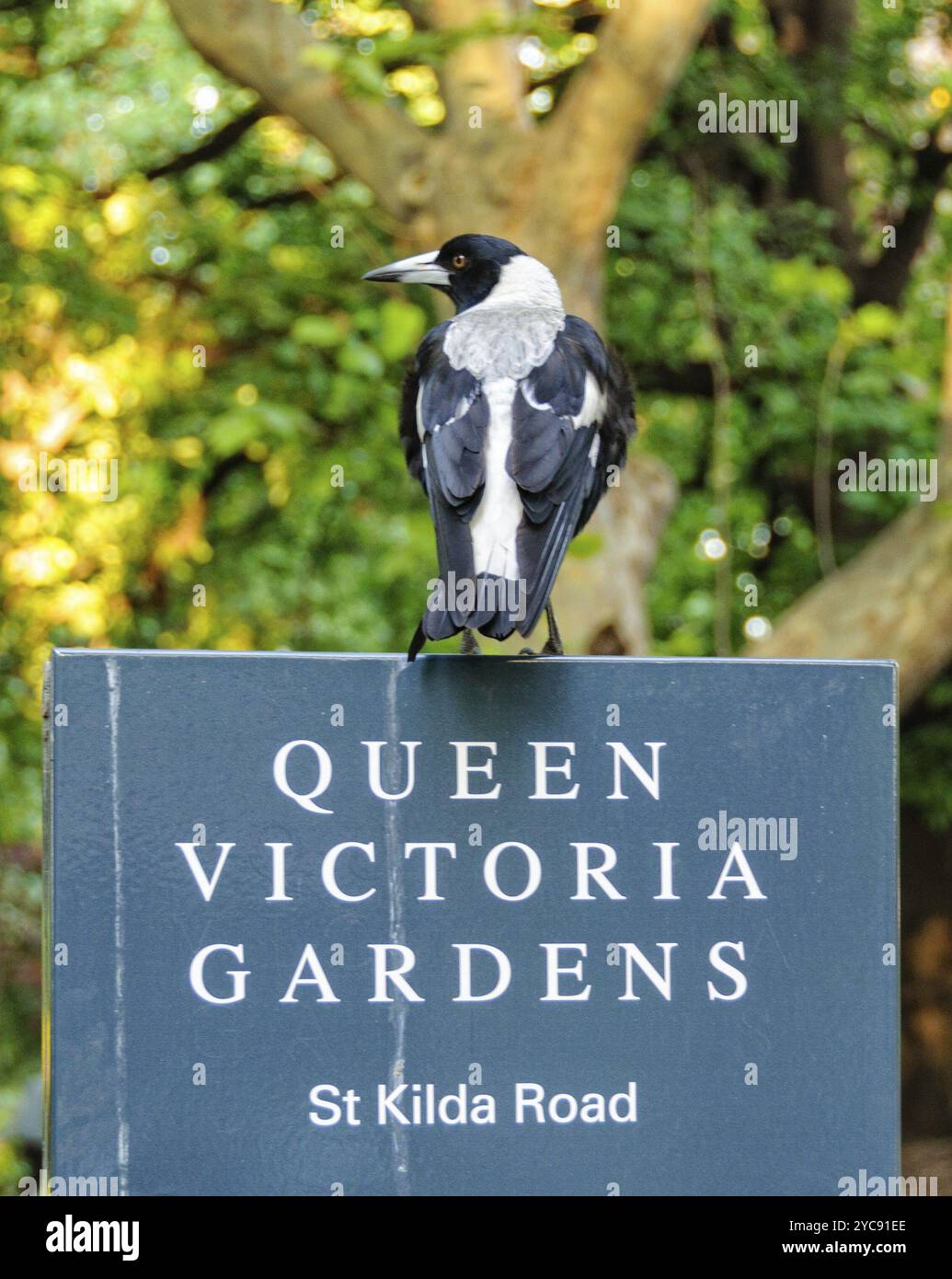 Australian magpie on a sign board, Melbourne, Victoria, Australia ...