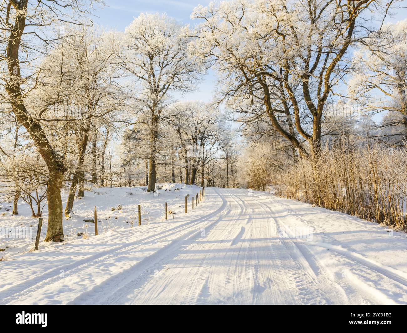 Snow on oak trees hi-res stock photography and images - Alamy