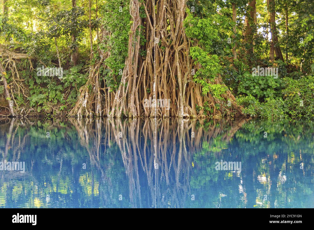 Giant banyan tree with a rope to swing in the pleasant water of the ...