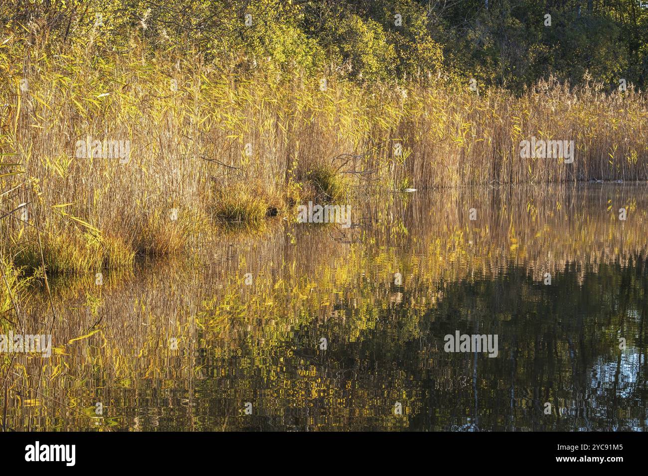 Fall beach leaf hi-res stock photography and images - Alamy