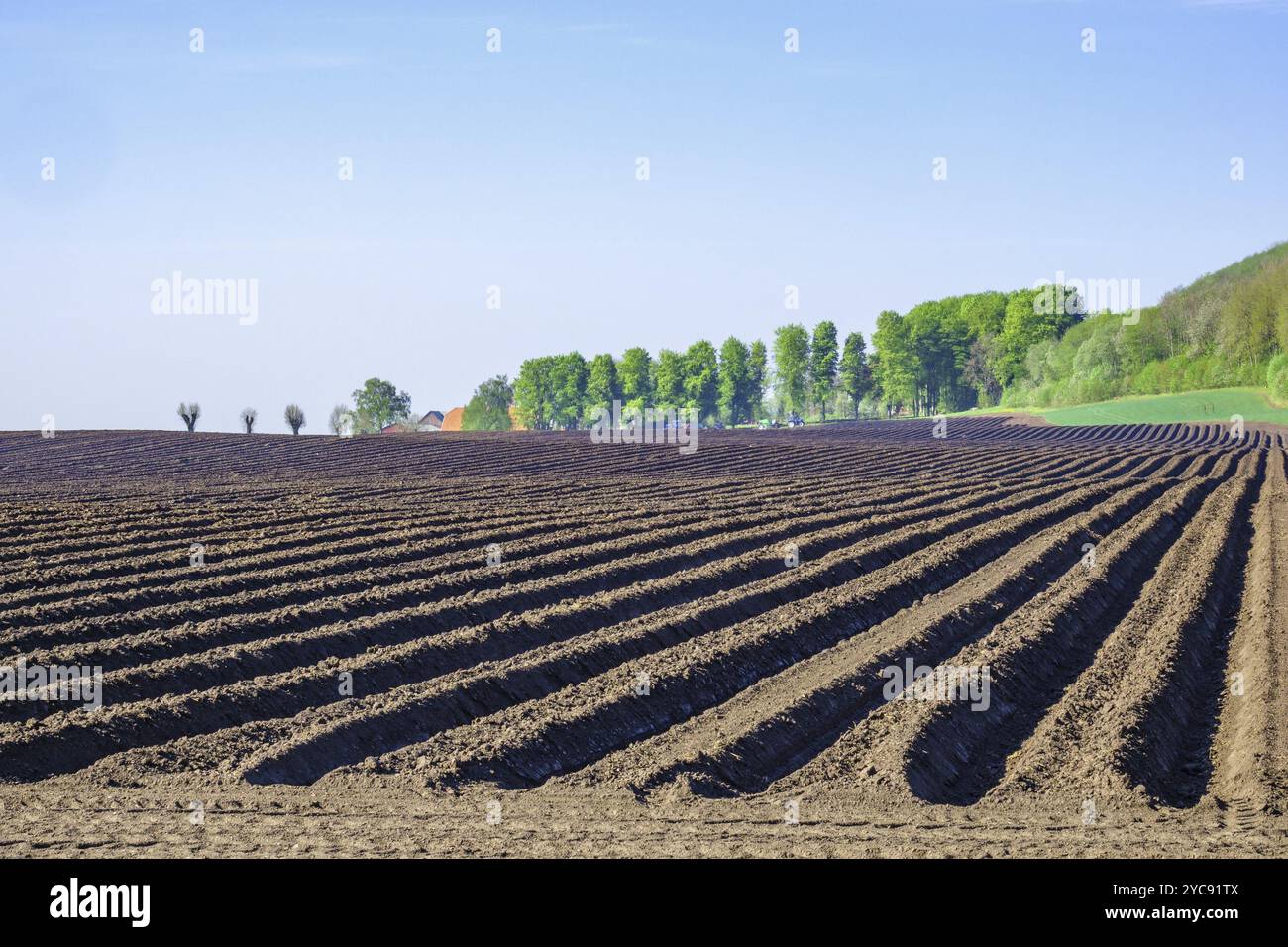 Potato field in rural hi-res stock photography and images - Alamy