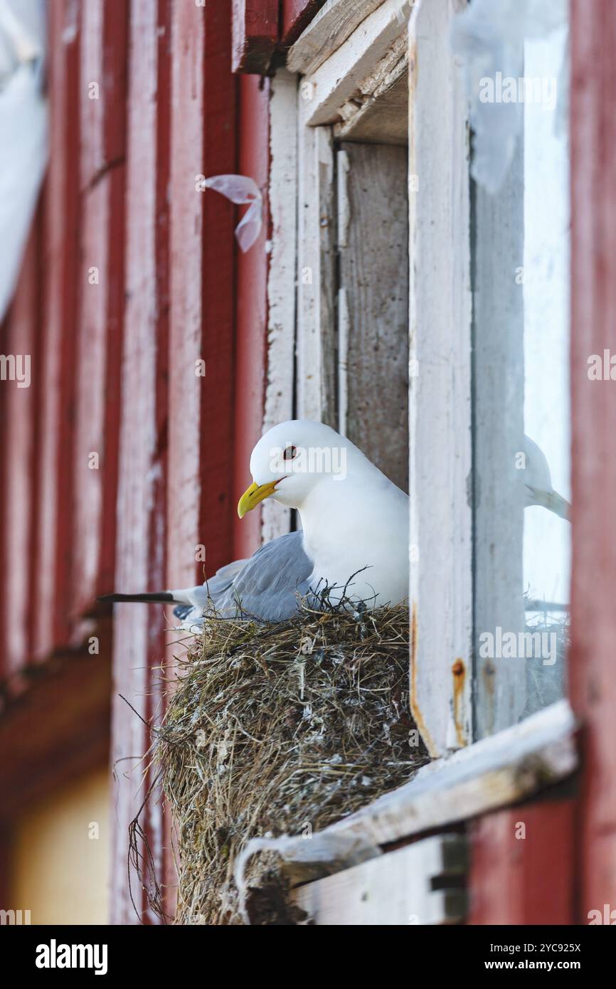 Black legged kittiwake nesting at a house window Stock Photo - Alamy