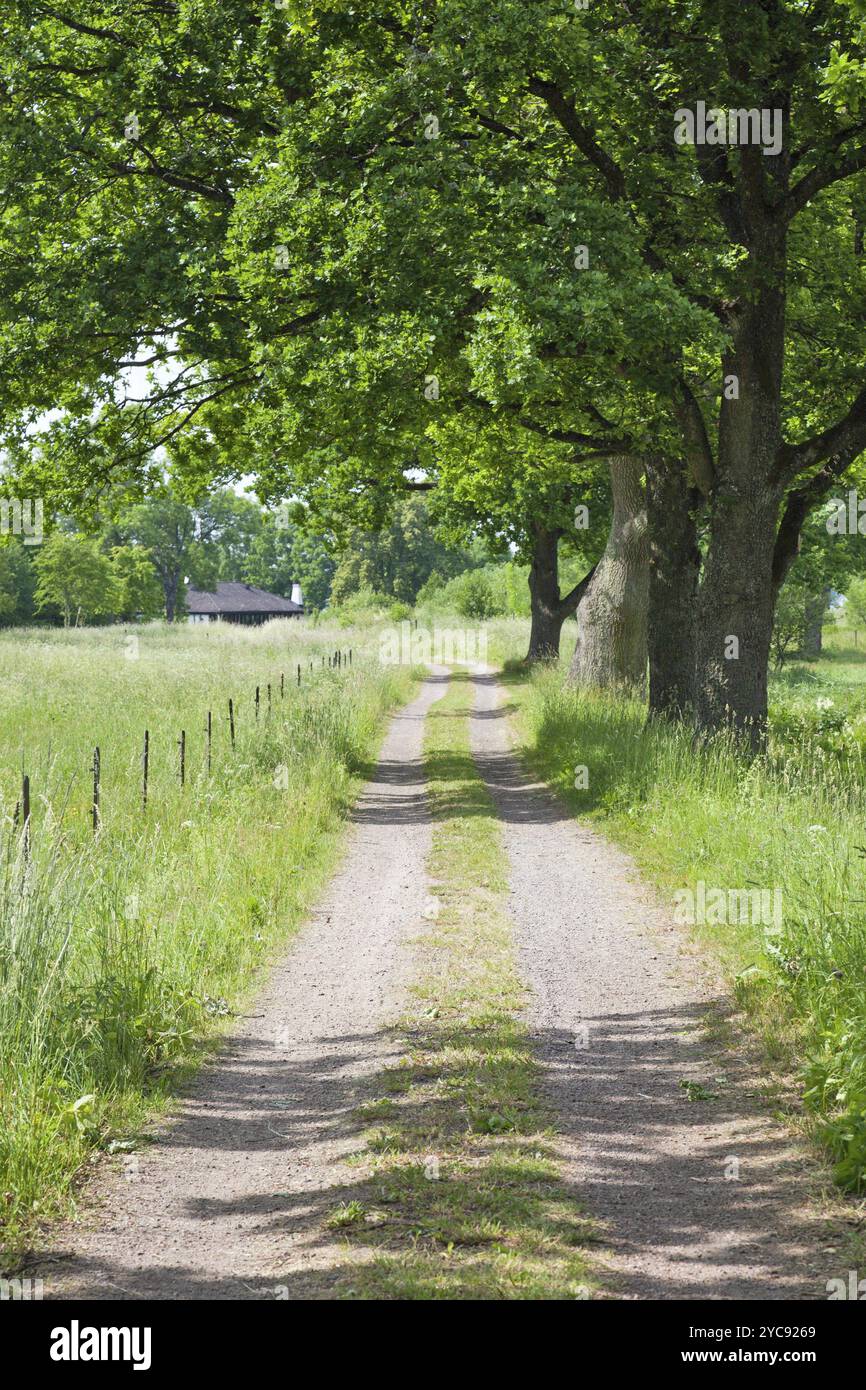 Roadside tree row hi-res stock photography and images - Alamy