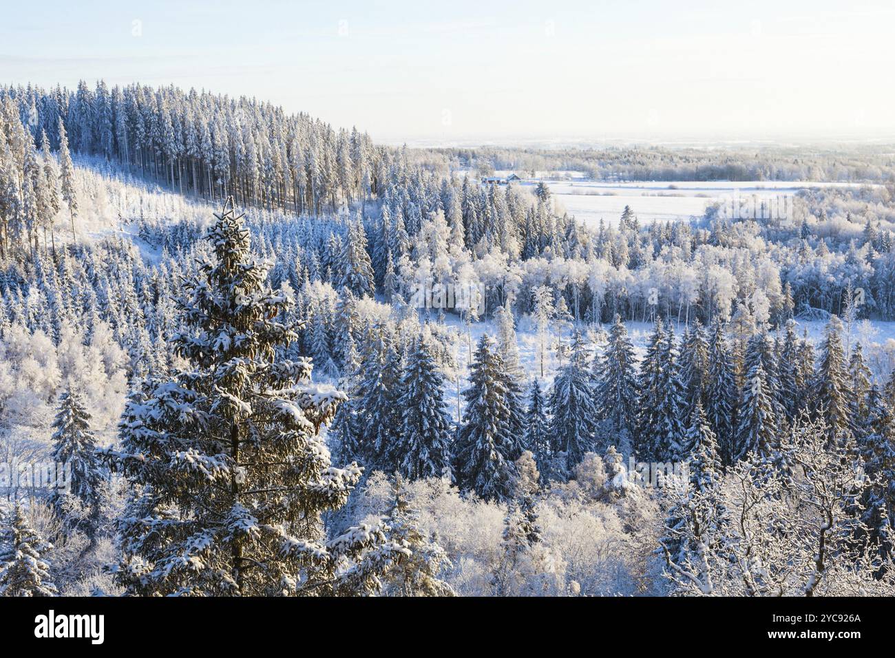 Aerial view northern spruce forest hi-res stock photography and images ...