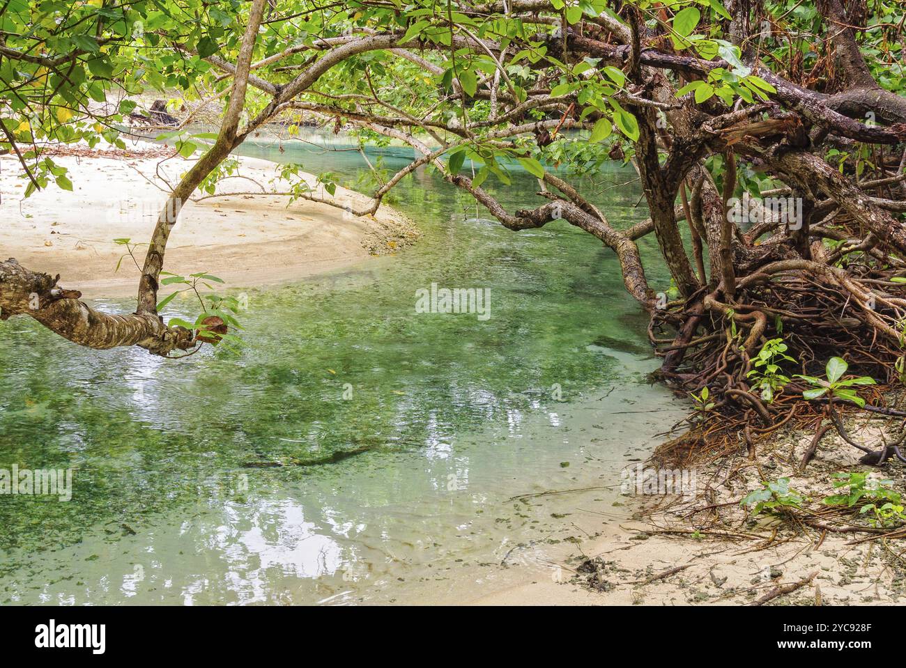 A beautiful little tidal creek curves trough lush vegetation, Espiritu ...