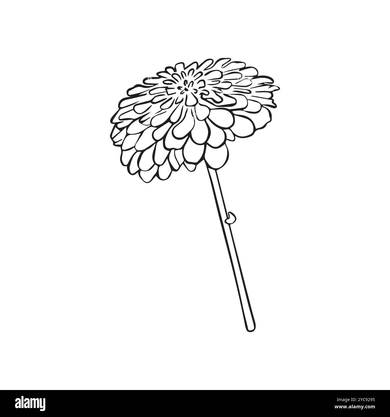 Vector hand drawn illustration of dahlia flower isolated on white ...