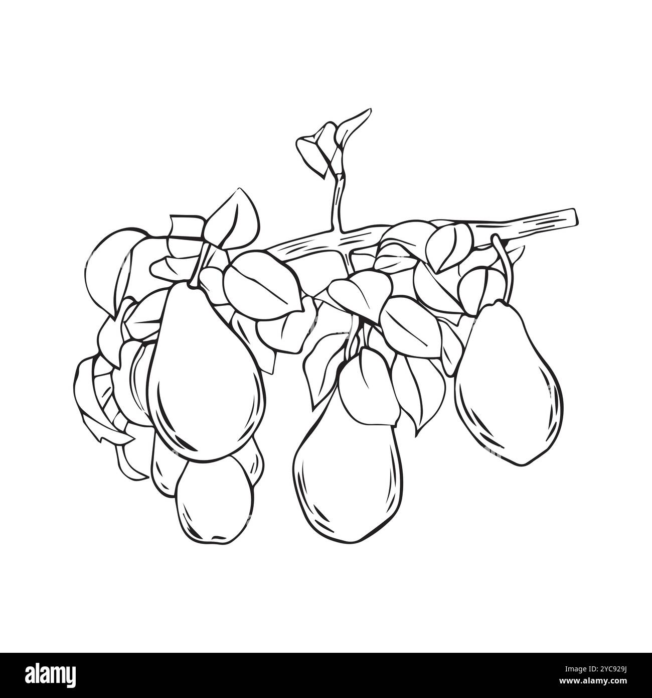 Vector drawing of a branch with pears and leaves. A hand-drawn sketch ...