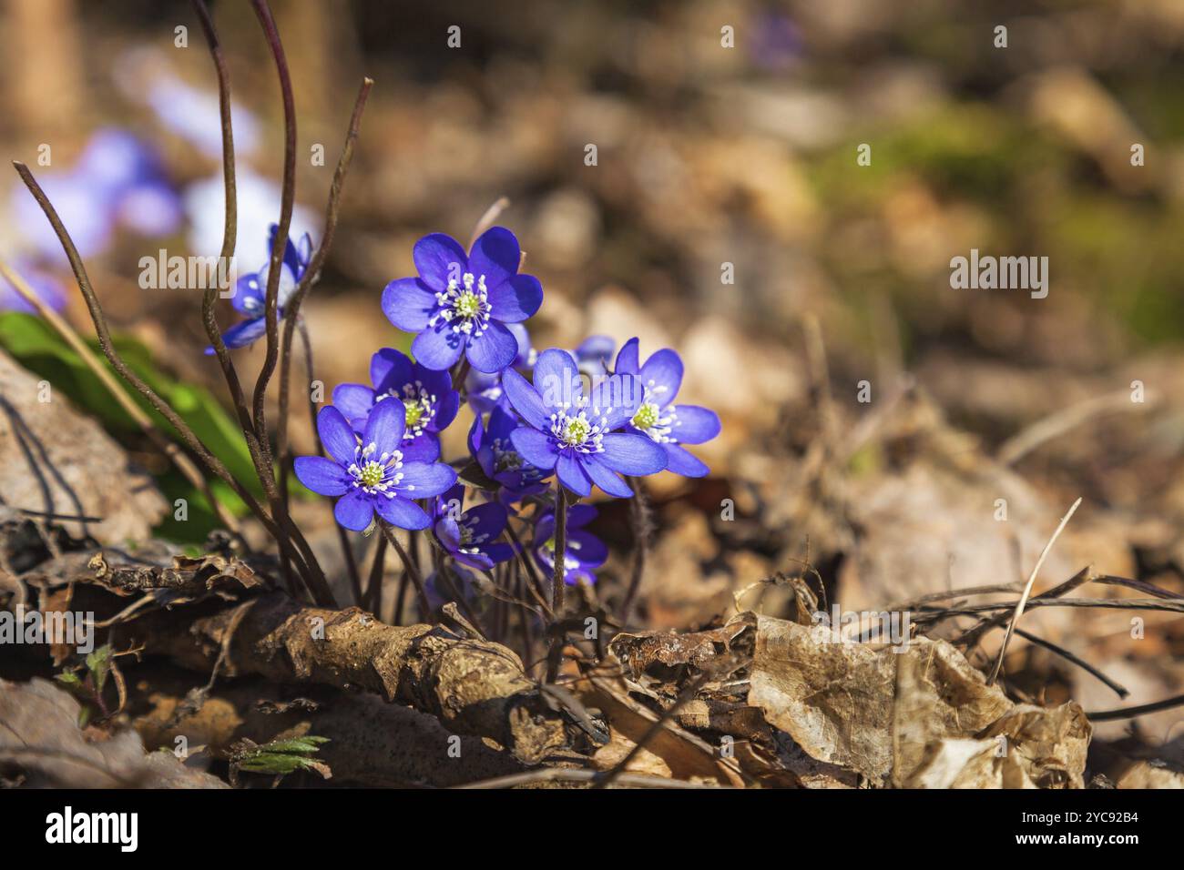 Detailed view roundlobe hepatica nobilis hi-res stock photography and ...