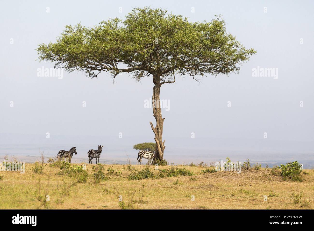 Lonely tree on the savannah with Zebras in the shade Stock Photo - Alamy