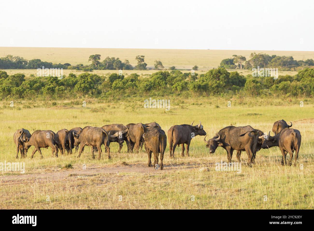 African buffalo herd eating grass hi-res stock photography and images ...