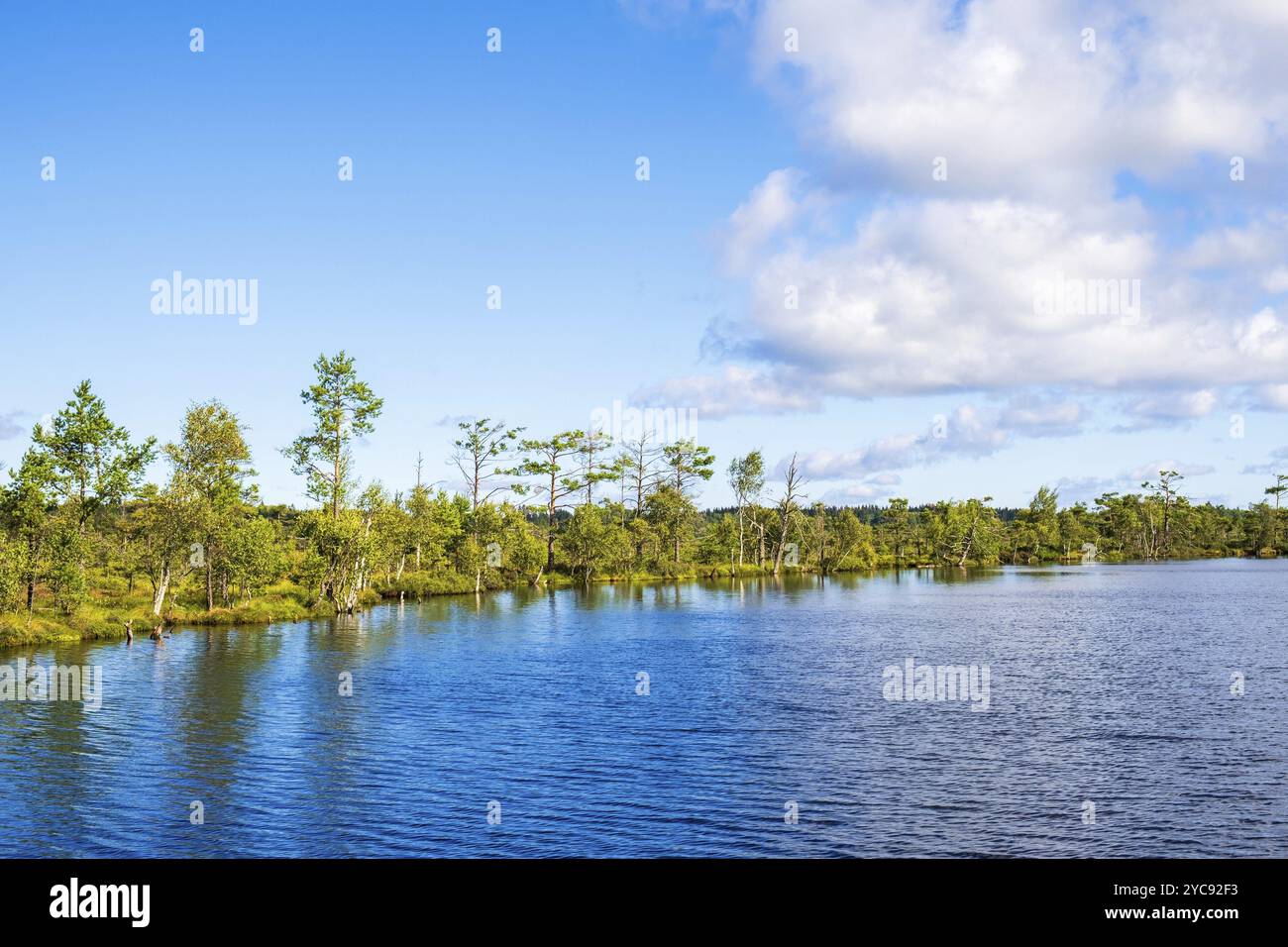 Forest lake on bog hi-res stock photography and images - Alamy