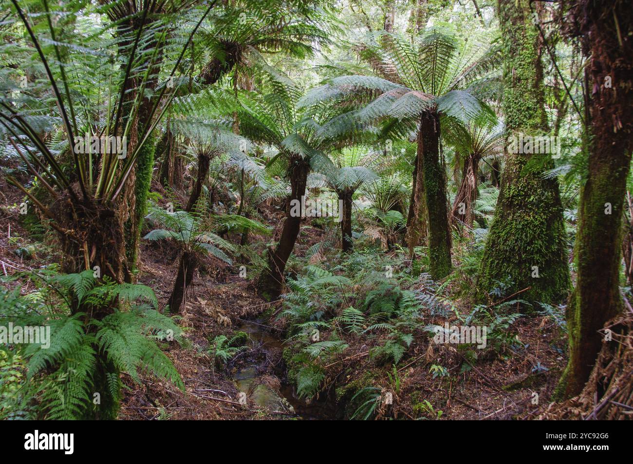 Lush vegetation along the Maits Rest Rainforest walk in the heart of ...